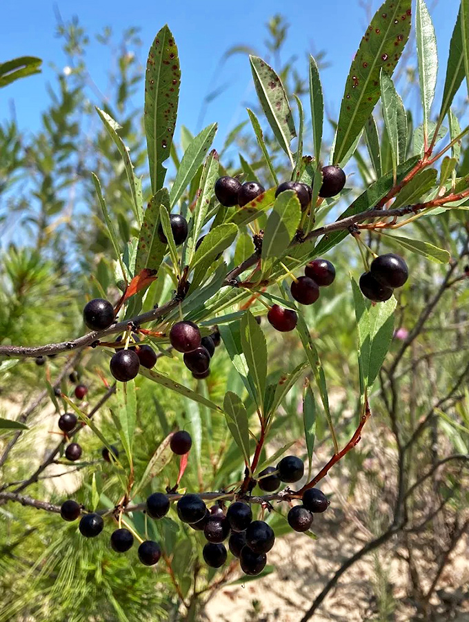 Wild berries ripen in the summer sun, offering sweet rewards to wildlife and knowledgeable hikers brave enough to sample them.