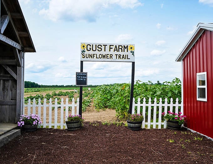 The farm's entrance sign frames a perfect pathway into floral paradise, where everyday worries dissolve with each step forward.