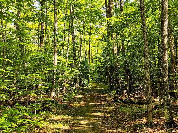 Sunlight filters through the forest canopy, creating nature's own version of stained glass windows along the hiking trails.
