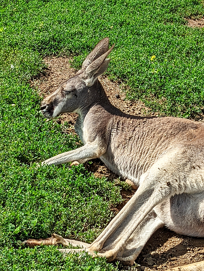 "Just catching some rays, mate." This kangaroo demonstrates professional-level relaxation techniques for stressed humans to envy.