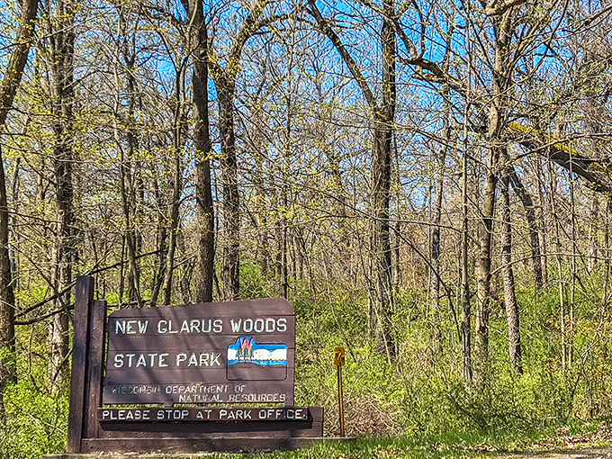 New Glarus Woods State Park Where Wisconsin wilderness meets Swiss sensibilities, offering trails that wind through forests just begging to be explored.