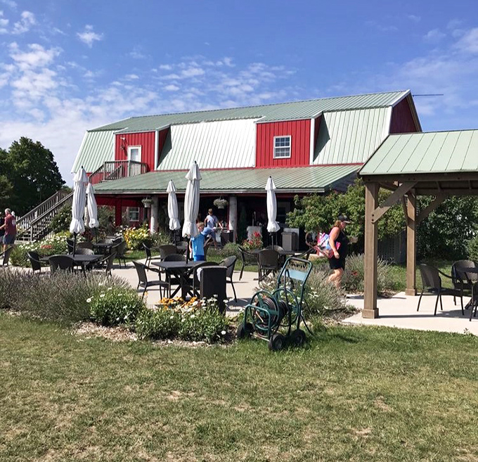 Outdoor seating invites visitors to linger longer, savoring lavender-infused treats with a view of their botanical source.