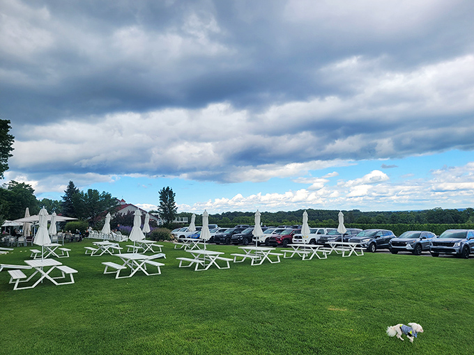 Al fresco perfection: White picnic tables dot the manicured lawn, offering casual seating with spectacular views of the vineyard and Michigan's ever-changing skies.