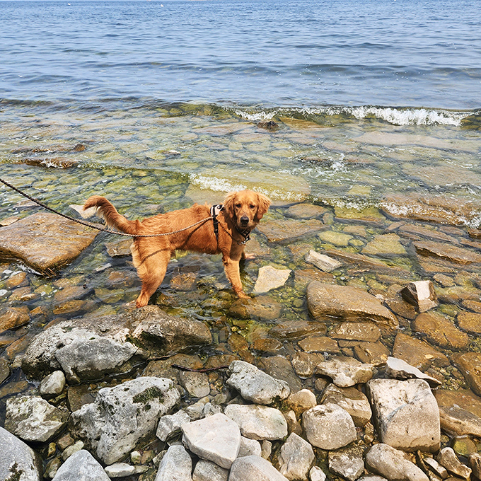 A golden retriever tests the waters of Green Bay, demonstrating the proper way to cool off after a vigorous hike.