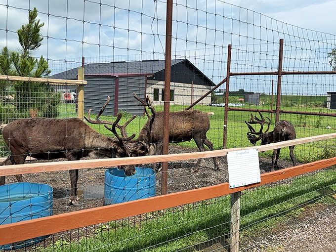 Not just for Christmas anymore: majestic reindeer showcase their impressive antlers year-round at this conservation-focused zoo.