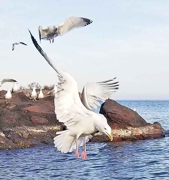 Aerial acrobatics: Gulls perform their graceful ballet above the rocky shoreline, nature's own entertainment program.