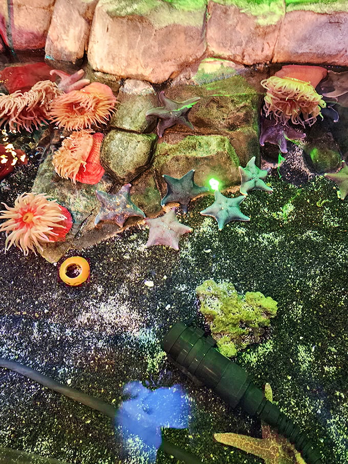 A vibrant collection of starfish demonstrates nature's geometric perfection in this interactive touch pool experience.