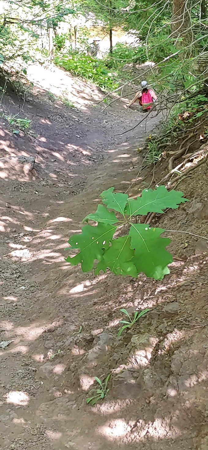 The trail occasionally tests your commitment to reaching the falls. Consider it nature's way of asking, "How badly do you want this Instagram moment?"