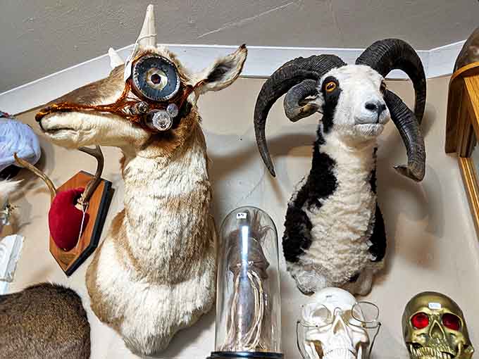 The taxidermy collection features this surreal one-eyed specimen alongside a traditional ram mount &ndash; natural history with a twist.