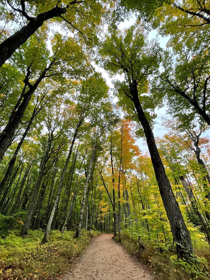 Looking up through the canopy reminds you just how small you are and how tall trees can actually get.