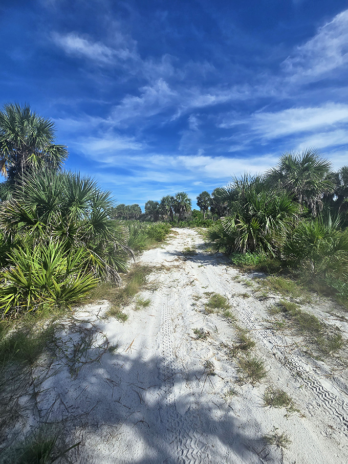 Palm-lined trails create natural tunnels of shade, inviting explorers to discover what lies beyond the next bend.