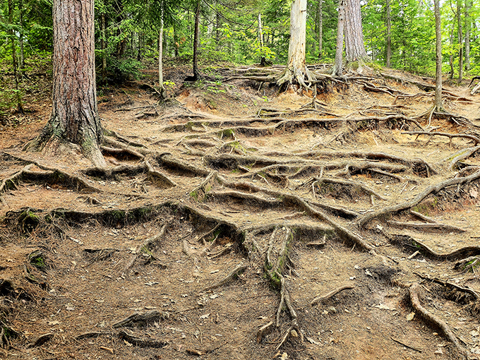 Exposed tree roots create nature's own abstract art installation, twisted and gnarled from decades of growth and weather.