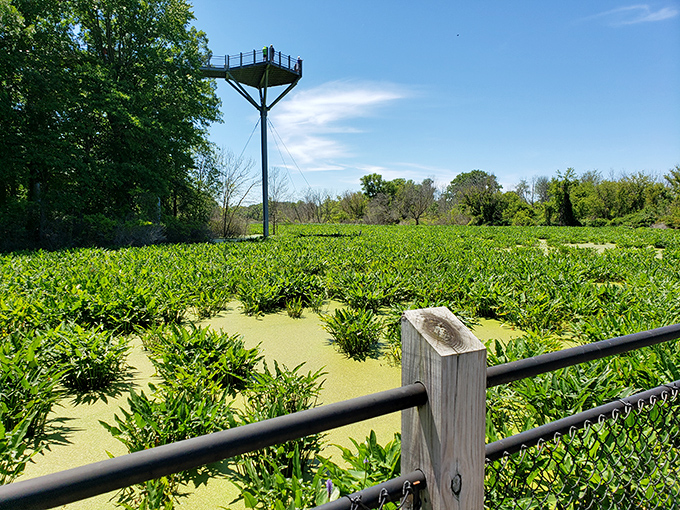 The observation tower rises above the wetlands like a lighthouse for landlubbers, guiding visitors to views that make the climb absolutely worthwhile.