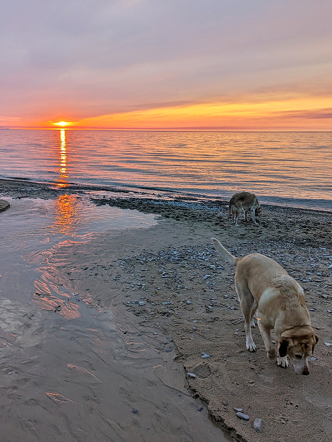 Four-legged joy unleashed &ndash; where dogs discover their wild side against a backdrop of nature's most spectacular light show.