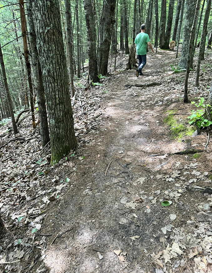 Forest immersion therapy: Dappled sunlight filters through the canopy as the trail winds through Michigan's pristine northern woodlands.