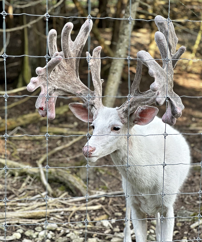 This magnificent albino buck with velvet-covered antlers looks like it stepped straight out of a fantasy novel.