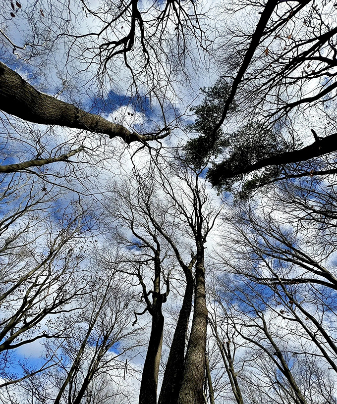 Looking up changes everything: The intricate dance of bare branches against blue sky creates nature's own stained glass window.