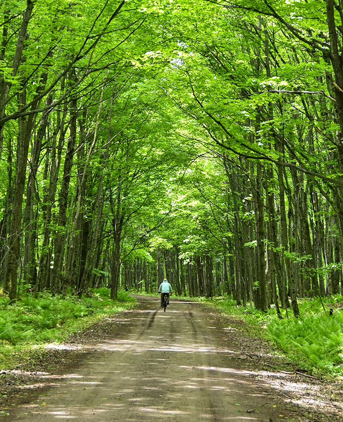 Nature's green tunnel invites cyclists into a world where the only notifications are birdsong and rustling leaves.