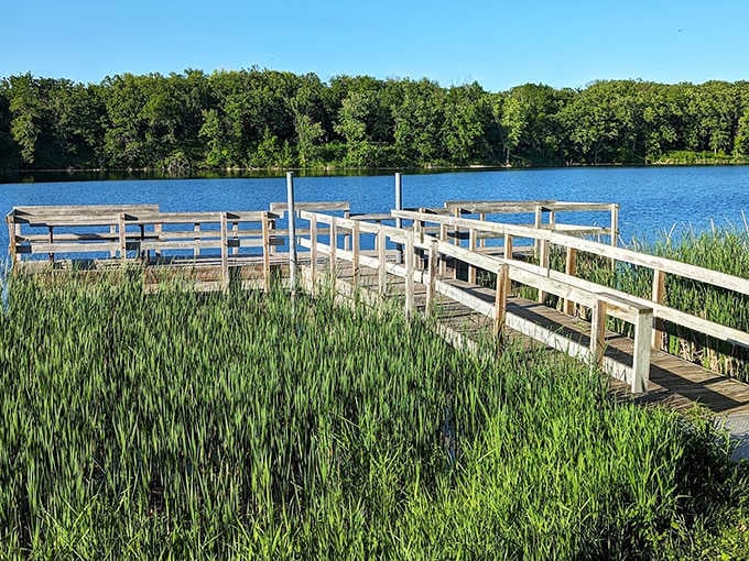 A wooden boardwalk extends into reedy shallows, offering intimate encounters with the lake's secret aquatic world.