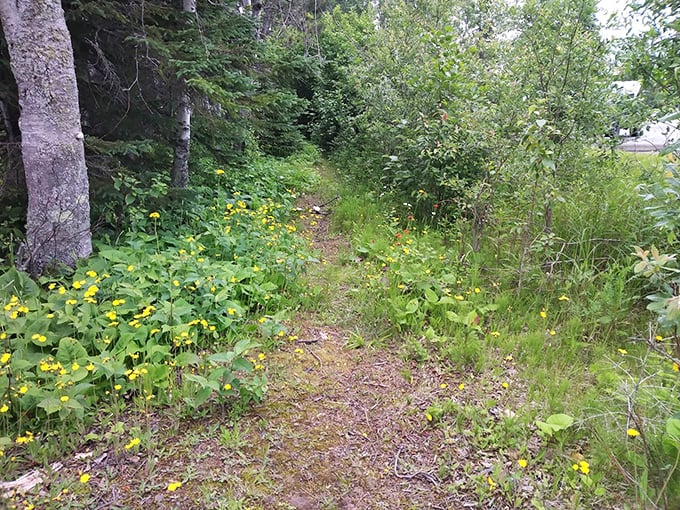 Wildflower welcome: Yellow blooms line the forest paths in summer, adding splashes of sunshine to the dappled woodland floor.