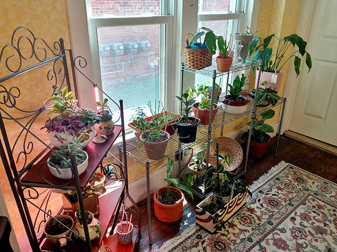 Houseplants nestled among vintage treasures prove that living greenery and antique charm make surprisingly compatible roommates.