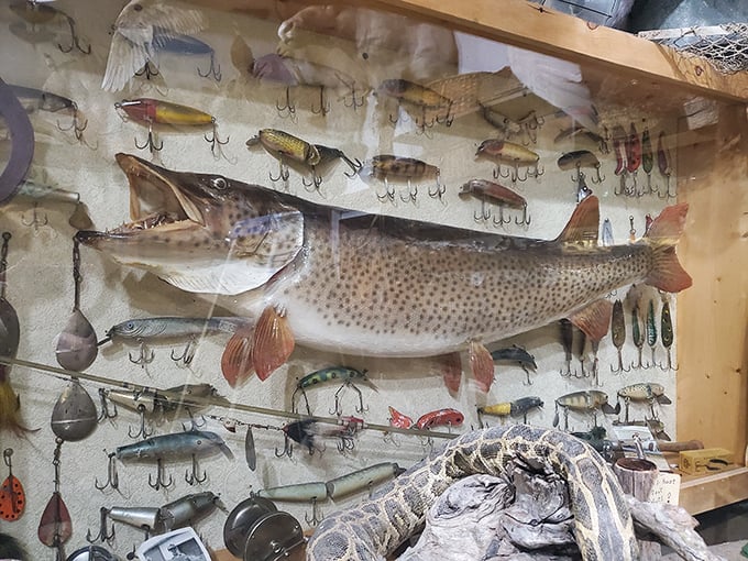 The wall of fishing dreams – this impressive muskellunge surrounded by vintage lures would make any angler's heart race.
