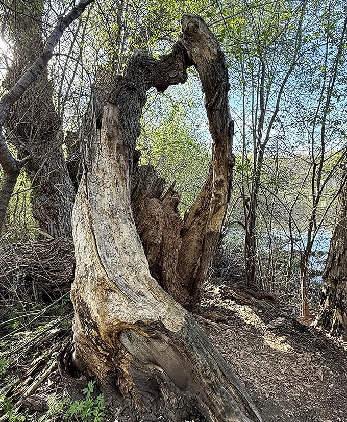 This tree didn't just grow – it sculpted itself into a portal that practically begs you to frame it in every photo.