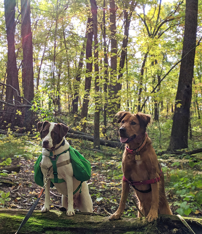 Four-legged hiking companions discover a paradise of smells and sounds, their joy a reminder of simple pleasures we often forget.