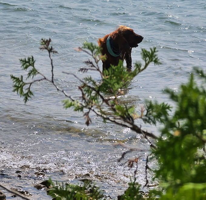Even four-legged adventurers find joy in Thompson's Harbor's waters &ndash; though they're less concerned with the scenery and more with that stick over there.