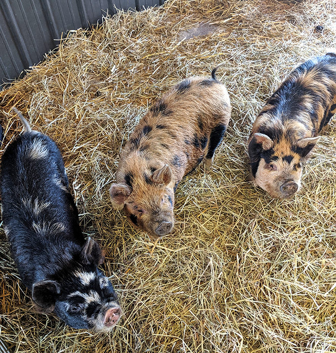 Pigs lounging in hay like they're at a five-star resort. The spotted one is definitely writing a Yelp review later.