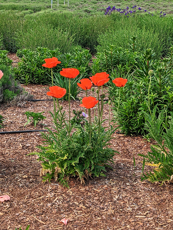 Poppies add dramatic flair to the garden's performance, their vibrant red petals like nature's exclamation points among lavender paragraphs.