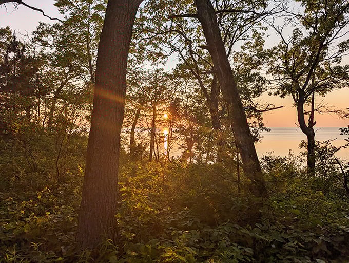 Magic hour at Sleeper State Park, where the setting sun transforms ordinary trees into silhouetted sentinels against a painted sky.