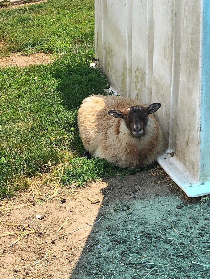This sheep has found the perfect shady spot and isn't budging &ndash; channeling the energy we all wish we had on Monday mornings.