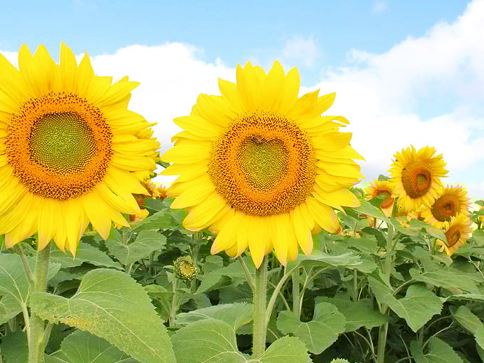 Nature's perfect geometry reveals itself in these sunflower faces, one even sporting a heart-shaped center for the romantics.