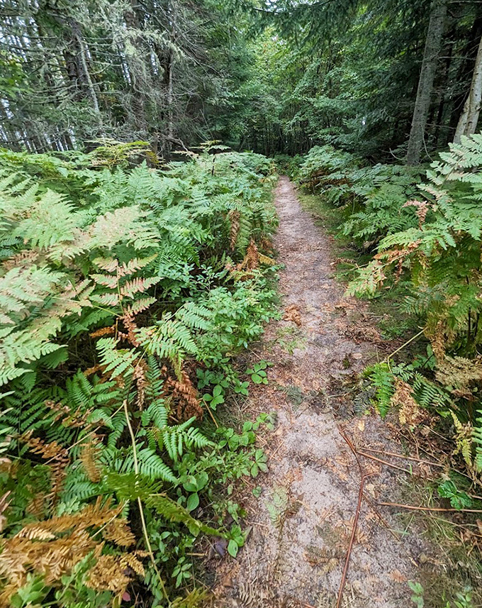 Walking these trails feels like stepping into a fairy tale, minus the questionable woodland creatures with agendas.