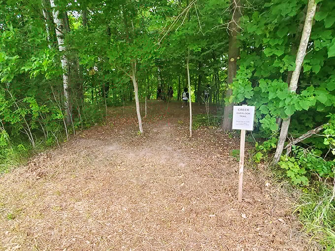 Nature's invitation to wander: this shaded woodland trail offers a cool respite after the sun-drenched splendor of the fields.