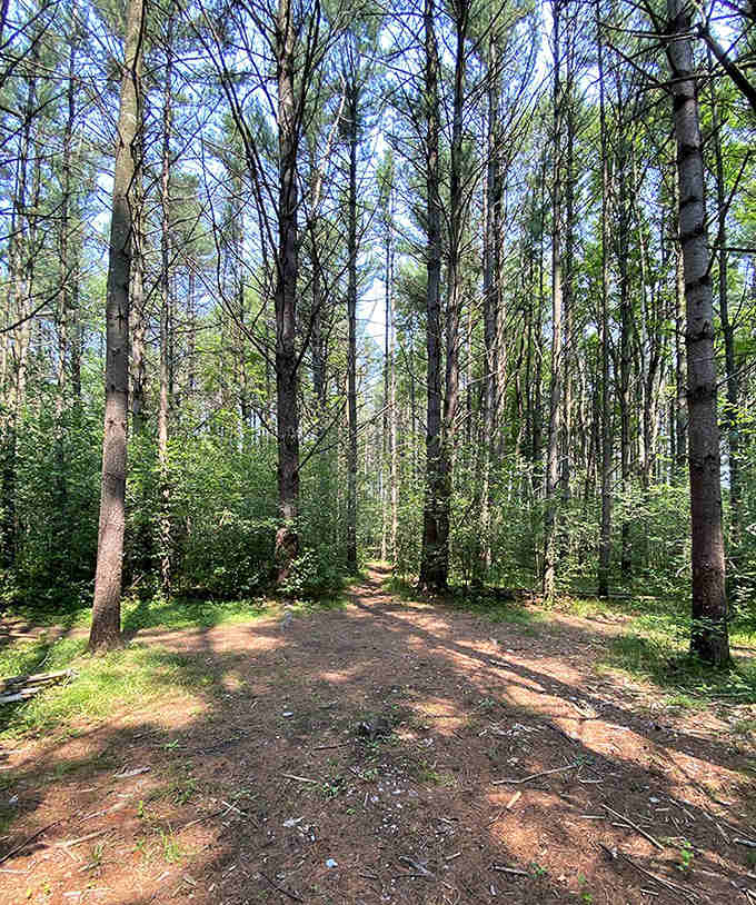 Sunlight filters through the pine forest, creating nature's own spotlight system for the sculptures hiding among the trees.