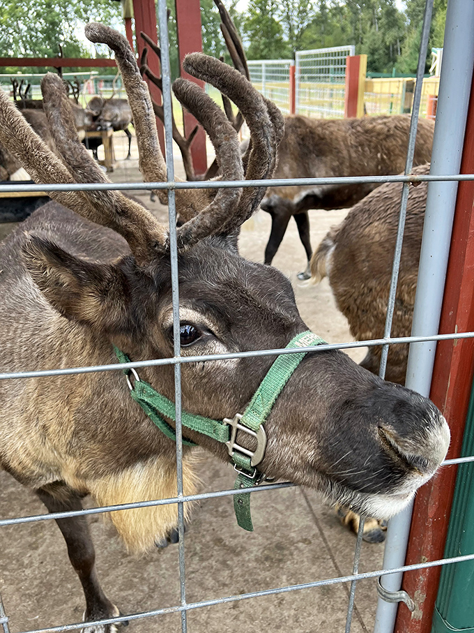 Up close with those magnificent antlers &ndash; nature's crown jewels that can grow up to an inch per day during peak season.