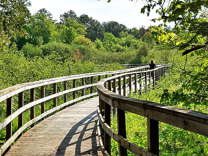 The curved wooden boardwalk meanders through verdant wetlands, offering visitors front-row seats to nature's ever-changing show.
