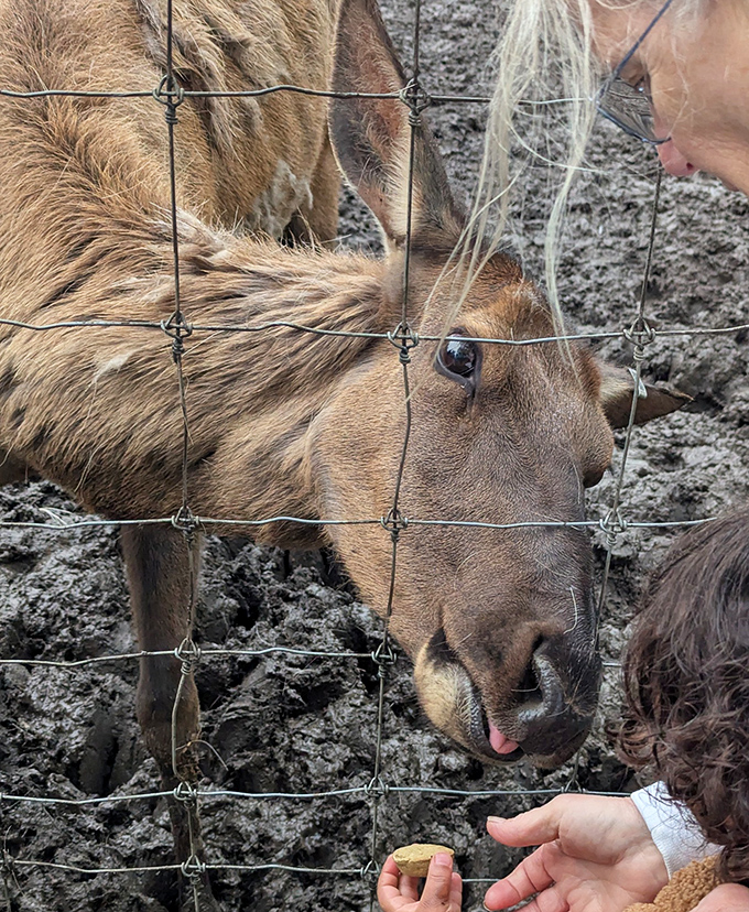 A young elk reaches for a tasty morsel, its velvety nose and whiskers perfectly designed for selecting the choicest vegetation or visitor treats.