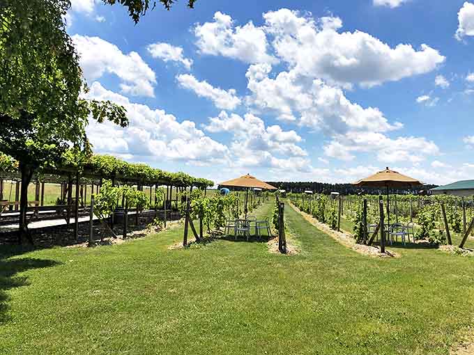 Alexis Bailly Vineyard proves that great wine can come from unexpected places, with rows of vines stretching toward the Minnesota horizon.
