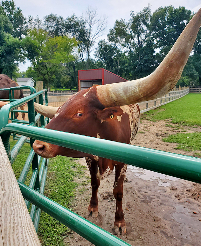 Those horns aren't just for show &ndash; they're nature's most impressive hat rack and conversation starter rolled into one.