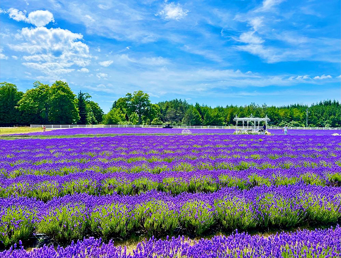 Lavender fields stretch toward the horizon, creating purple waves that seem to ripple in the summer breeze.