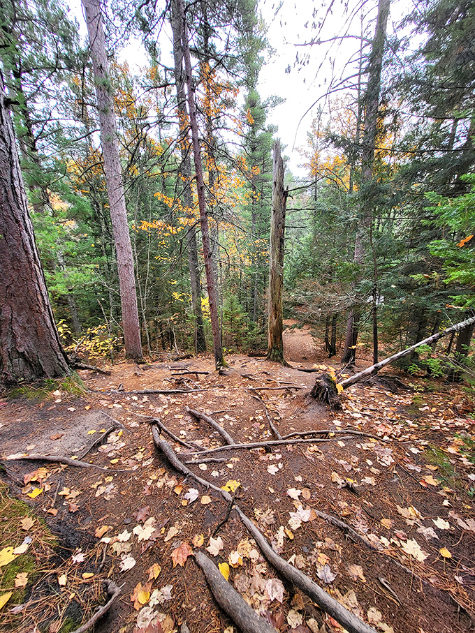 The forest trail stretches ahead, carpeted with fallen leaves that crunch satisfyingly beneath your hiking boots.
