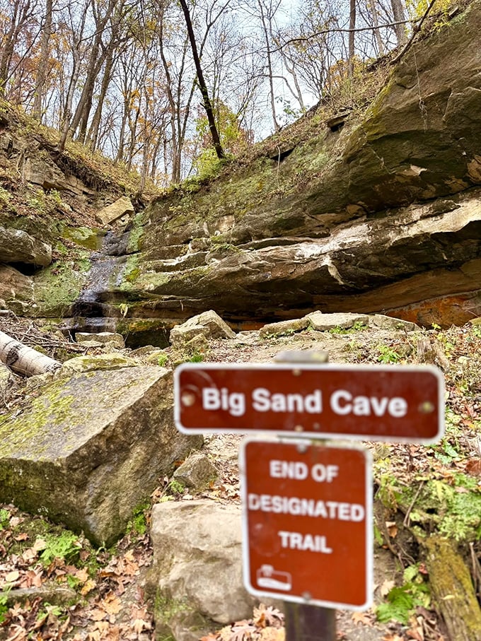 Spring brings the forest floor to life with wildflowers and greenery, nature's way of celebrating another Wisconsin winter survived.
