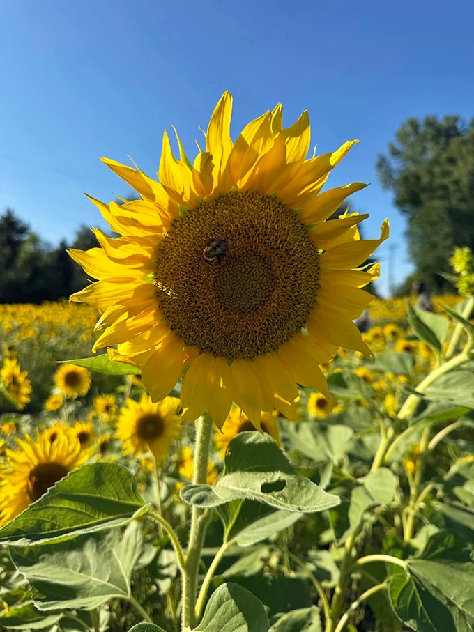 Freshly baked pies cooling on display, their golden lattice tops hiding fruit treasures that make saying "I'll just have a small slice" an impossible promise.