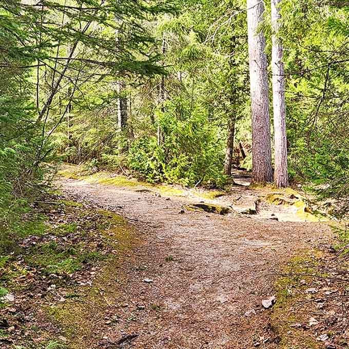 The path curves ahead like nature's own question mark, inviting curiosity about what waits just around the bend.