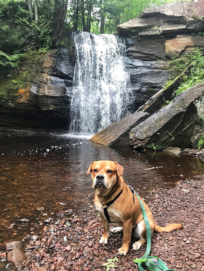 Man's best friend poses regally before the falls, perhaps contemplating the philosophical implications of fetch in such majestic surroundings.