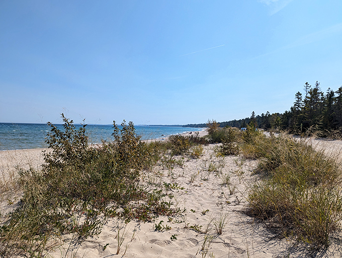 Dune grasses stand as nature's sentinels, protecting the delicate ecosystem while framing picture-perfect views of the shoreline beyond.