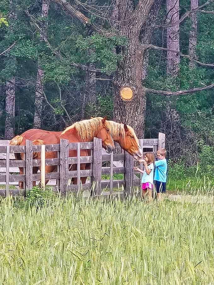Feeding horses never gets old, especially when they're as photogenic as these golden beauties.
